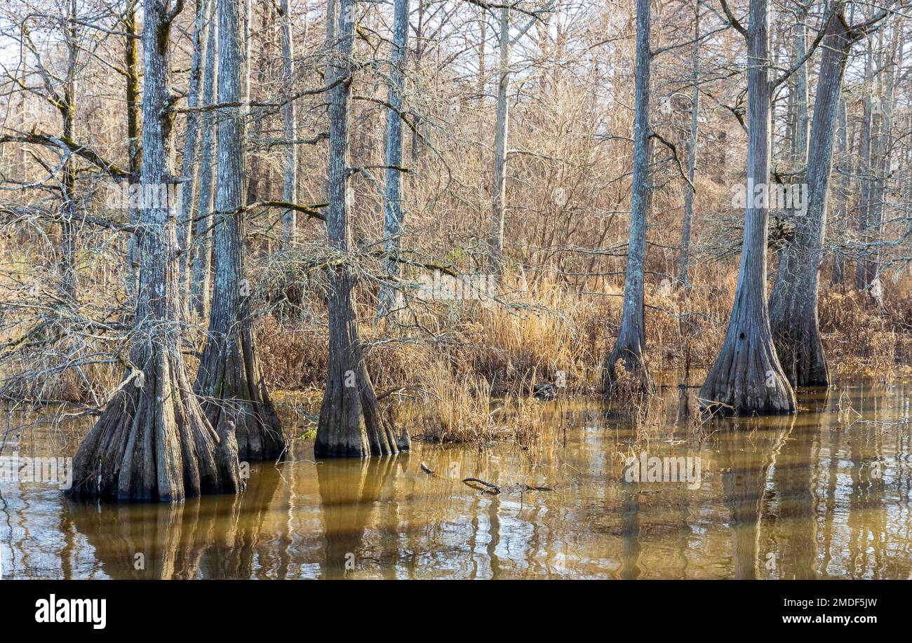 Cross Lake Louisiana