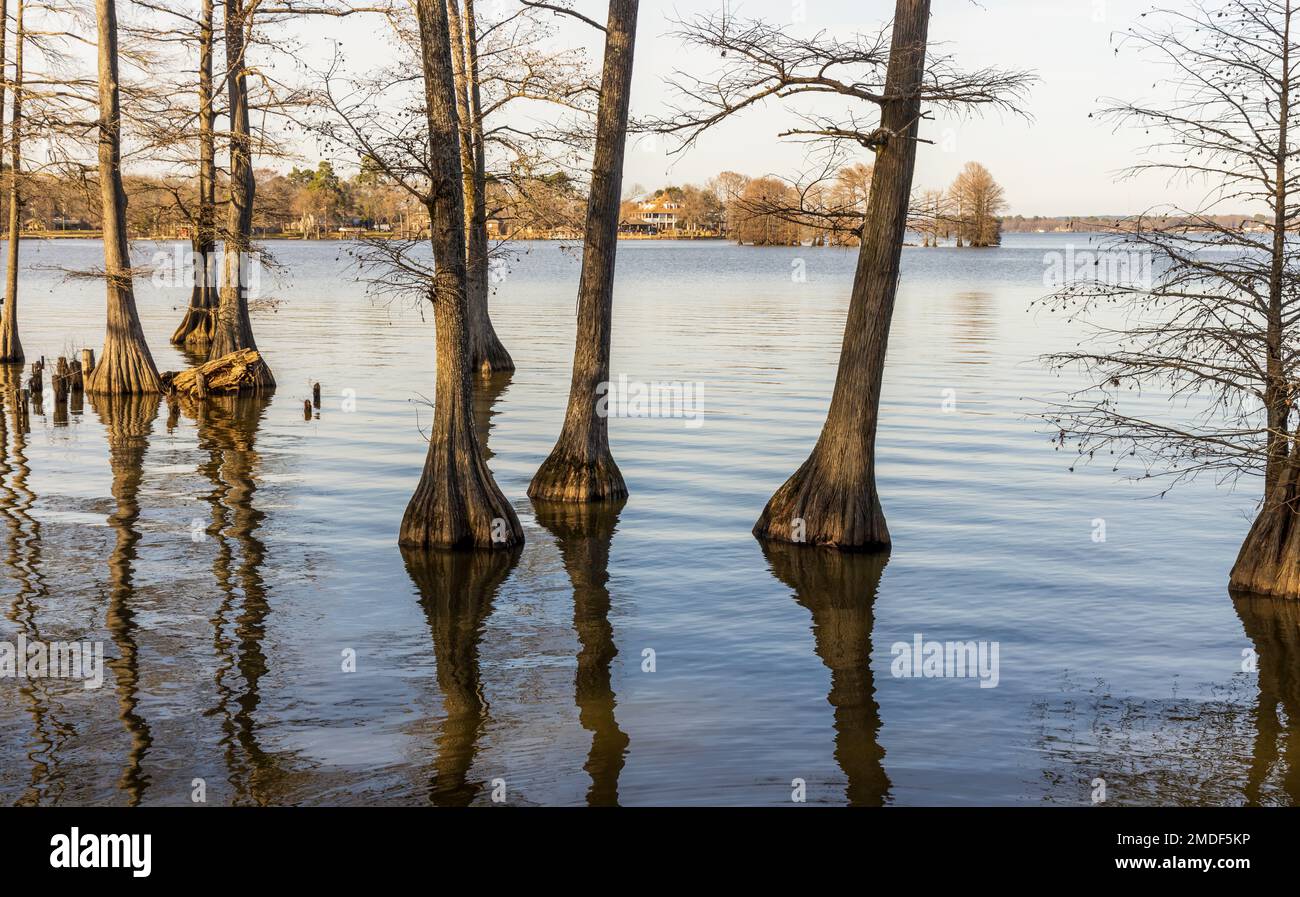 Beautiful cypress trees on Cross Lake, Louisiana, at the winter sunset ...