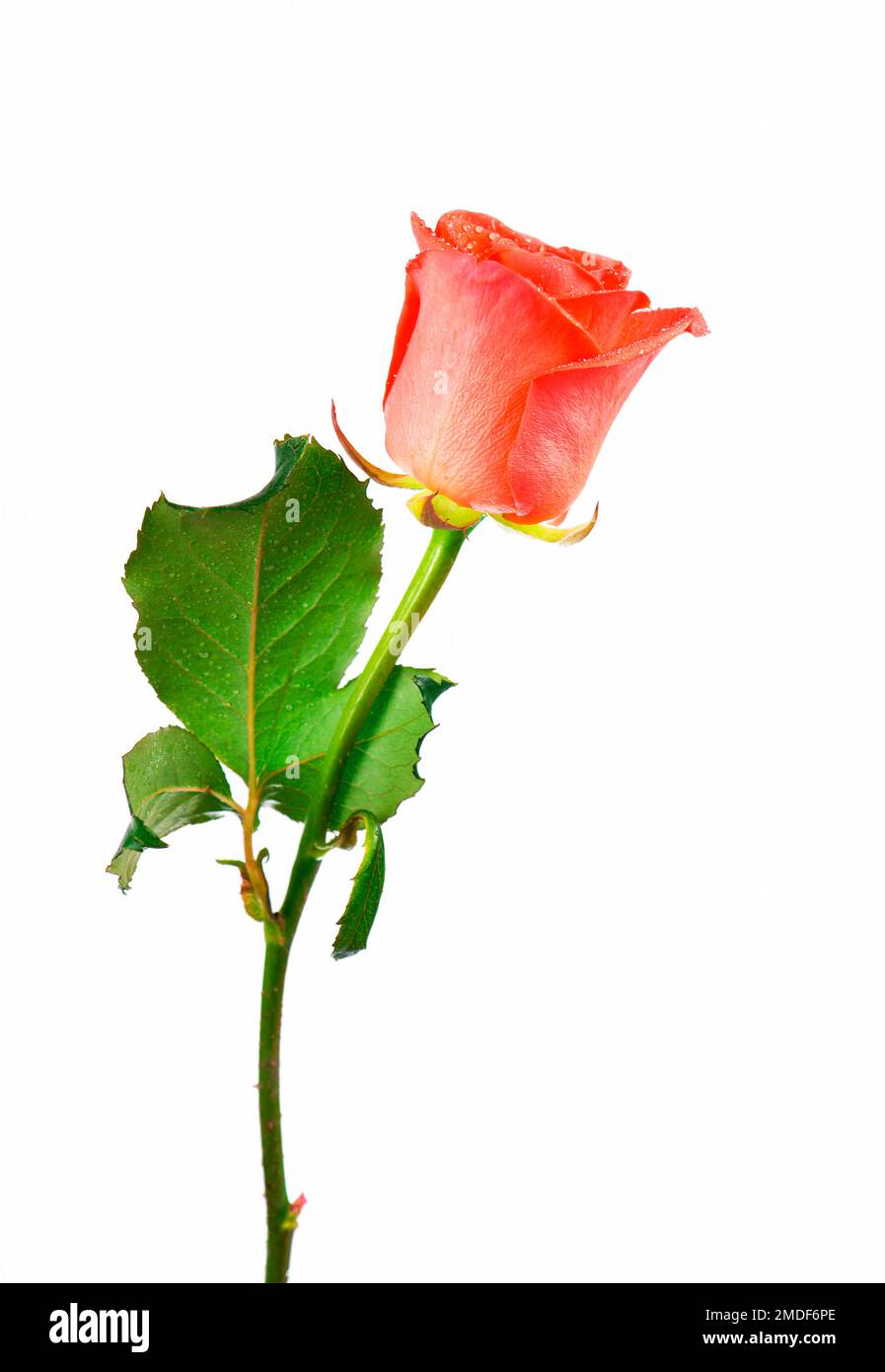 Red rose flower with clipping path, side view. Beautiful single red rose flower on stem with ...