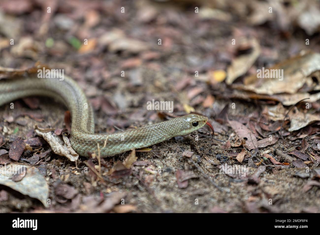 Leioheterodon modestus, known as the blonde hognose snake, endemic ...
