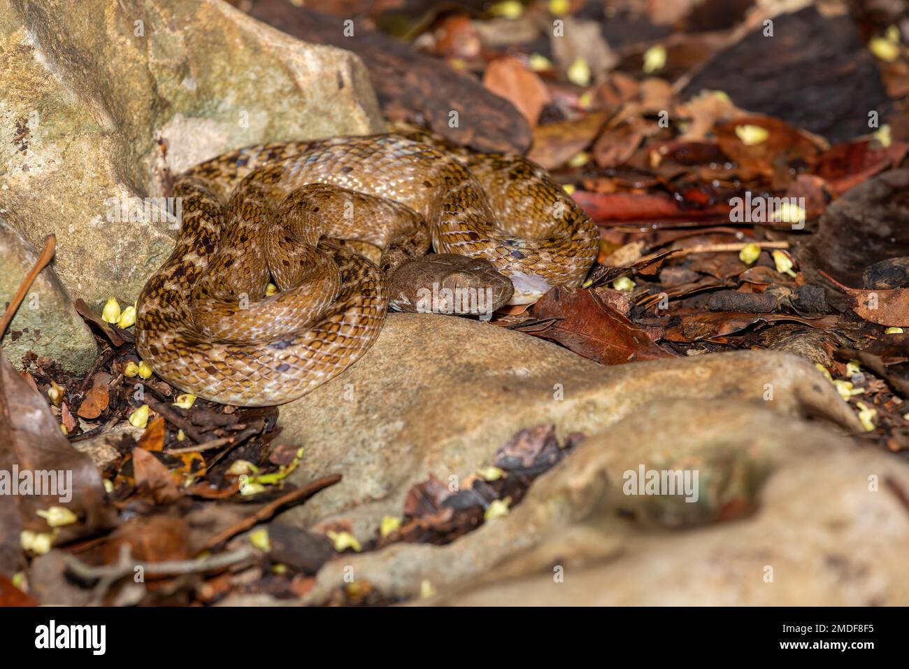 Cat-eyed Snake, Madagascarophis colubrinus is a species of snake of the ...