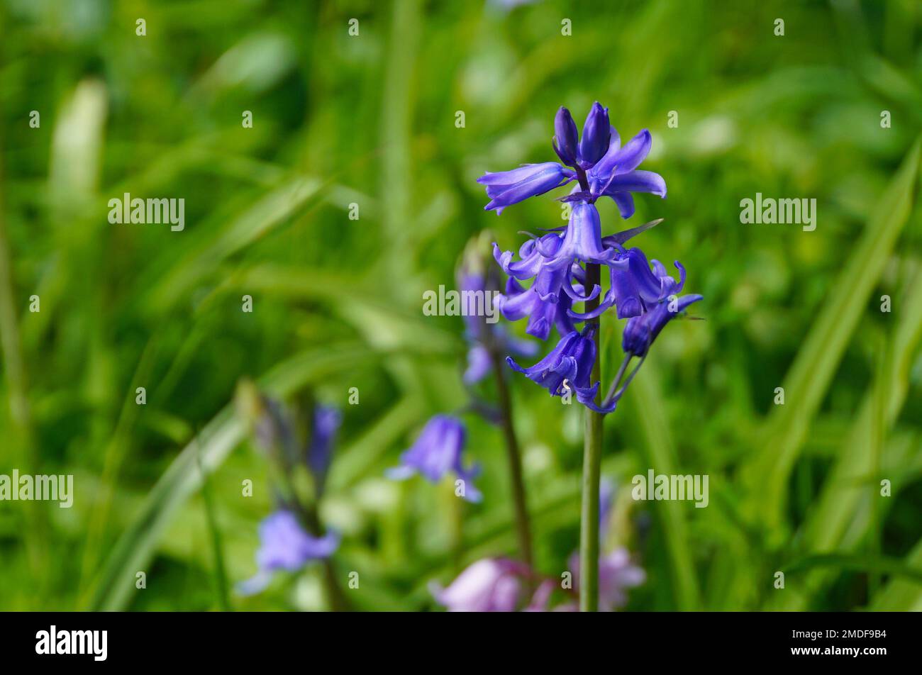 Close-up of springtime Bluebell bulb flower in a natural garden setting ...