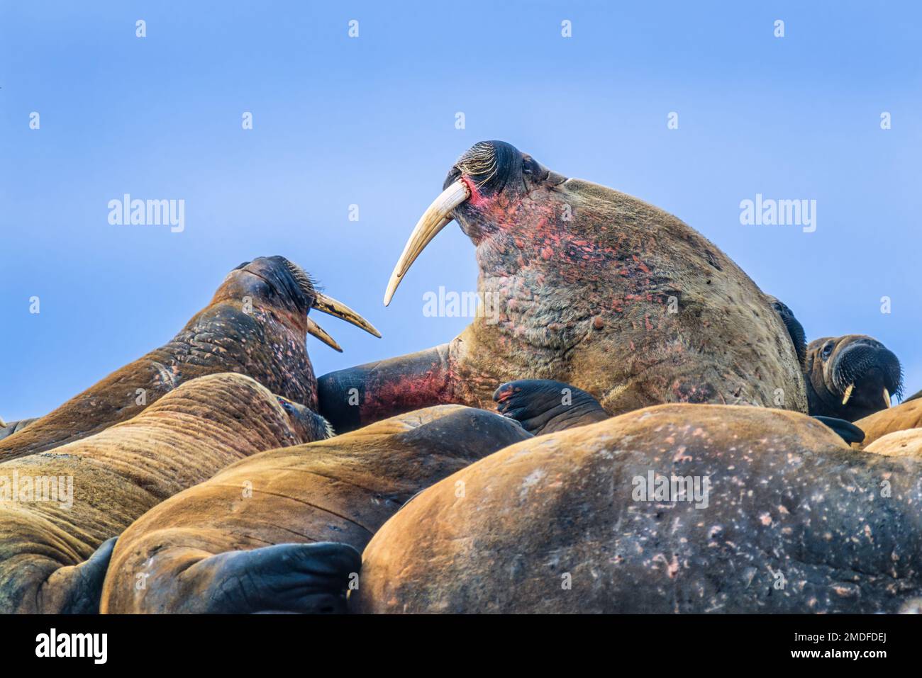 Group of walruses on a beach in the arctic Stock Photo - Alamy