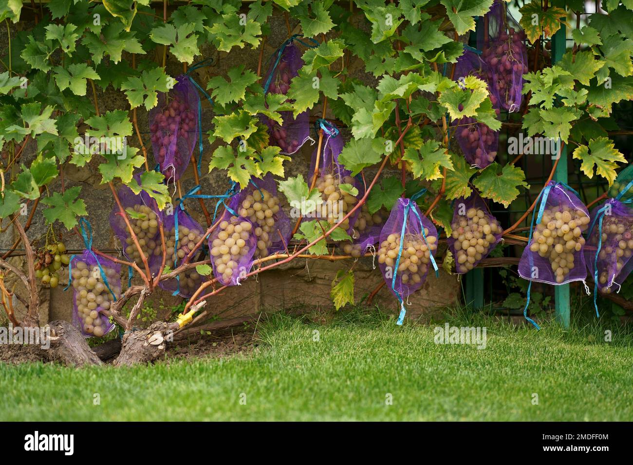 ripe bunches of grapes, naturally ripened in nets that protect the ...