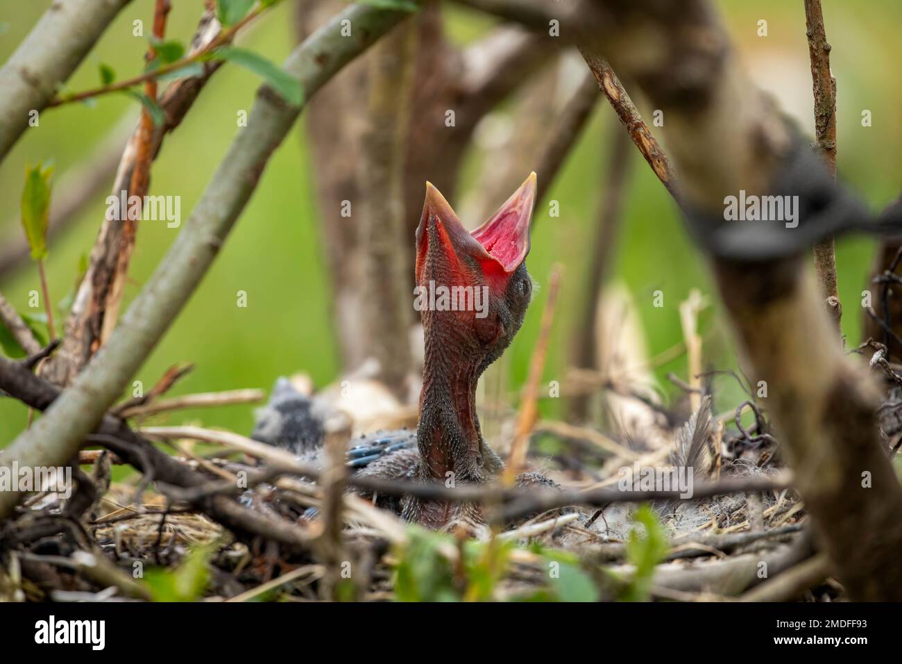A chick with open beak on nest Stock Photo - Alamy