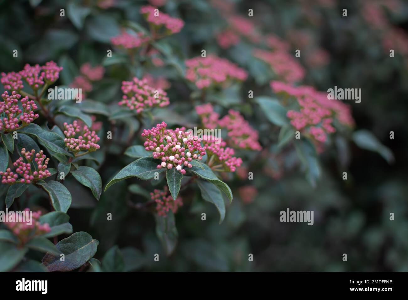 Pink flowers lat. Viburnum tinus close-up. Beautiful authentic natural ...