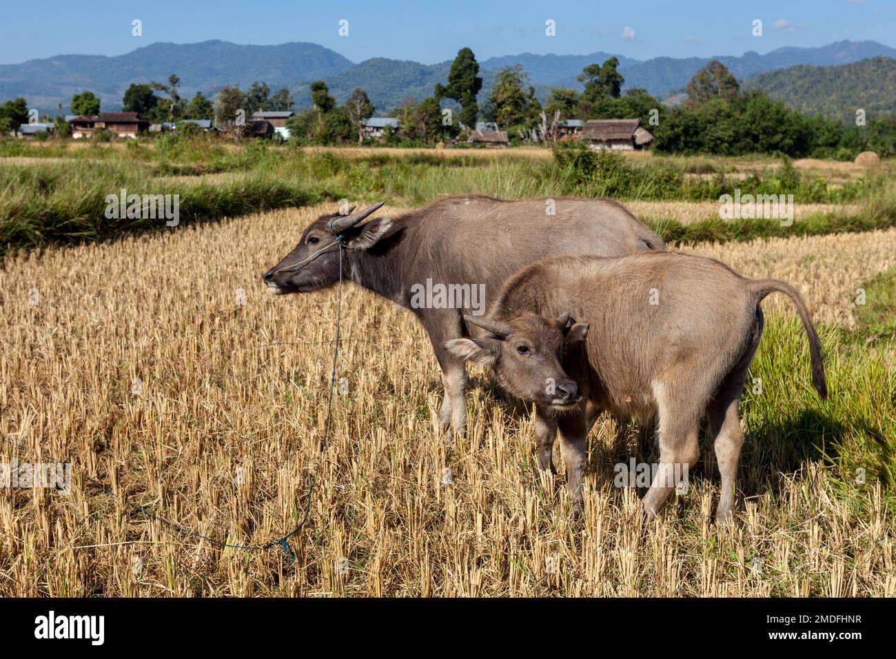 Buffaloes on rice field near shan village in Myanmar Stock Photo - Alamy