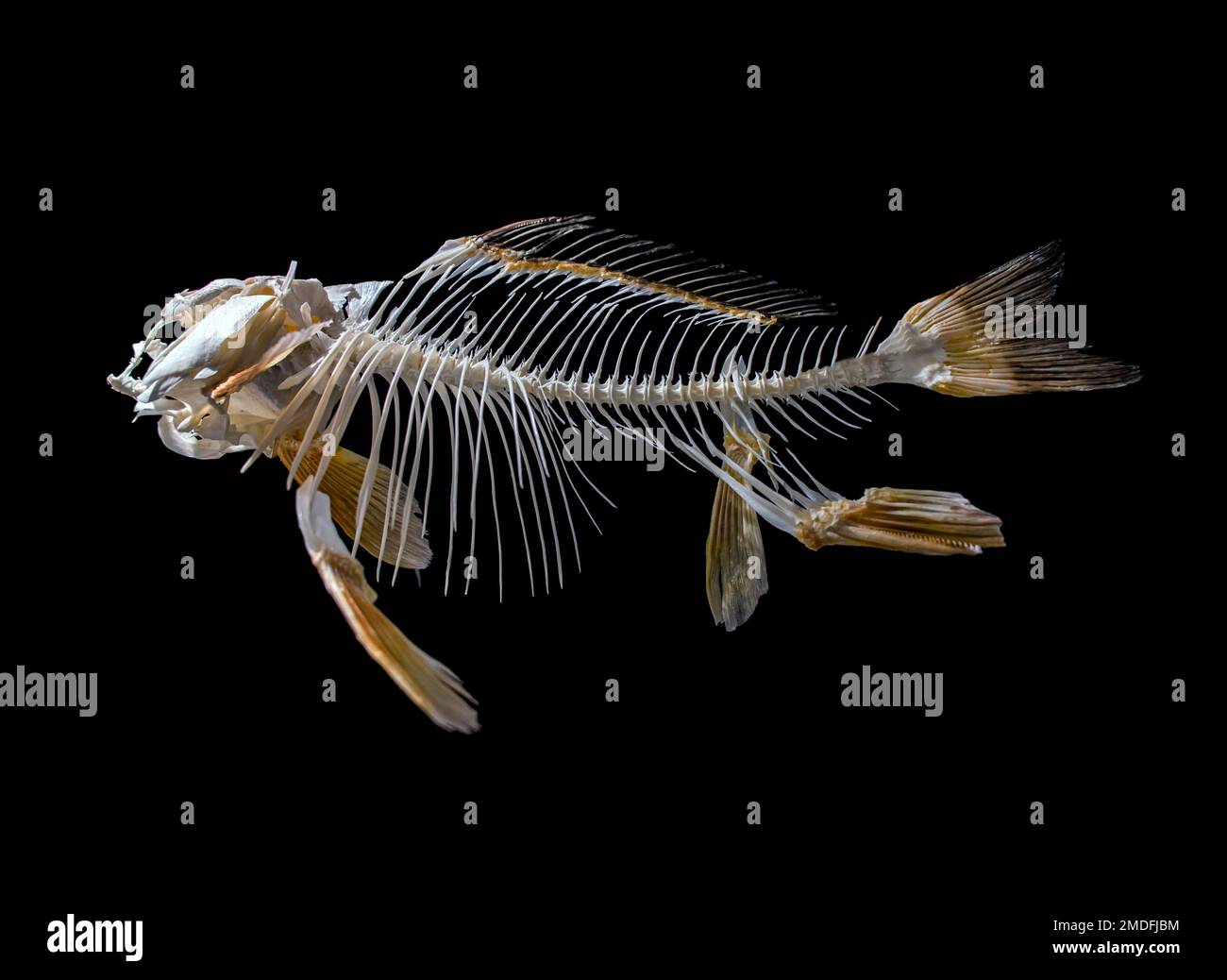 Black carp hi-res stock photography and images - Alamy