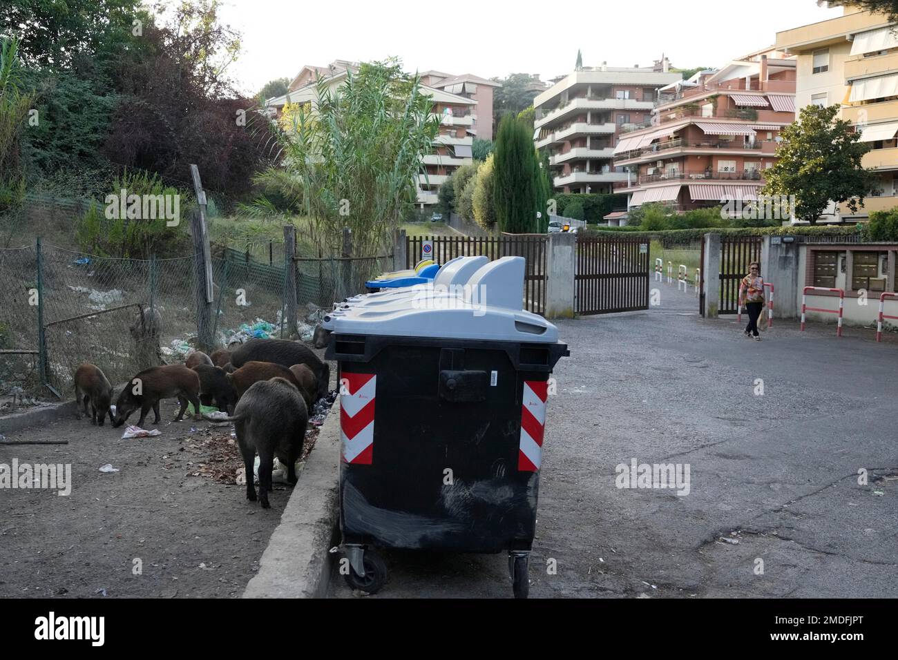 Wild boars eat garbages near trash bins in Rome, Friday, Sept. 24, 2021 ...