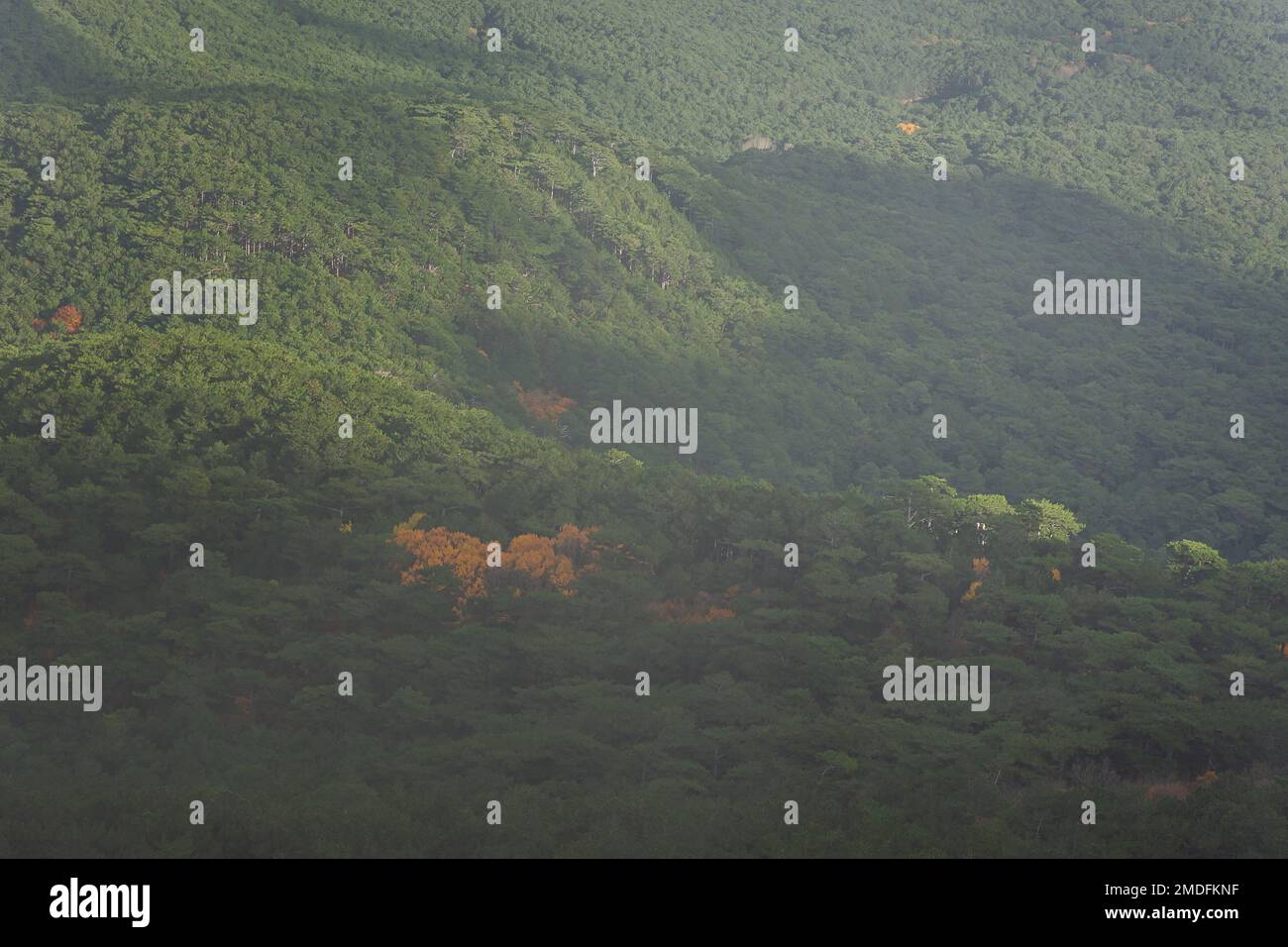 Texture forest top view. aerial view of pine and deciduous trees in ...