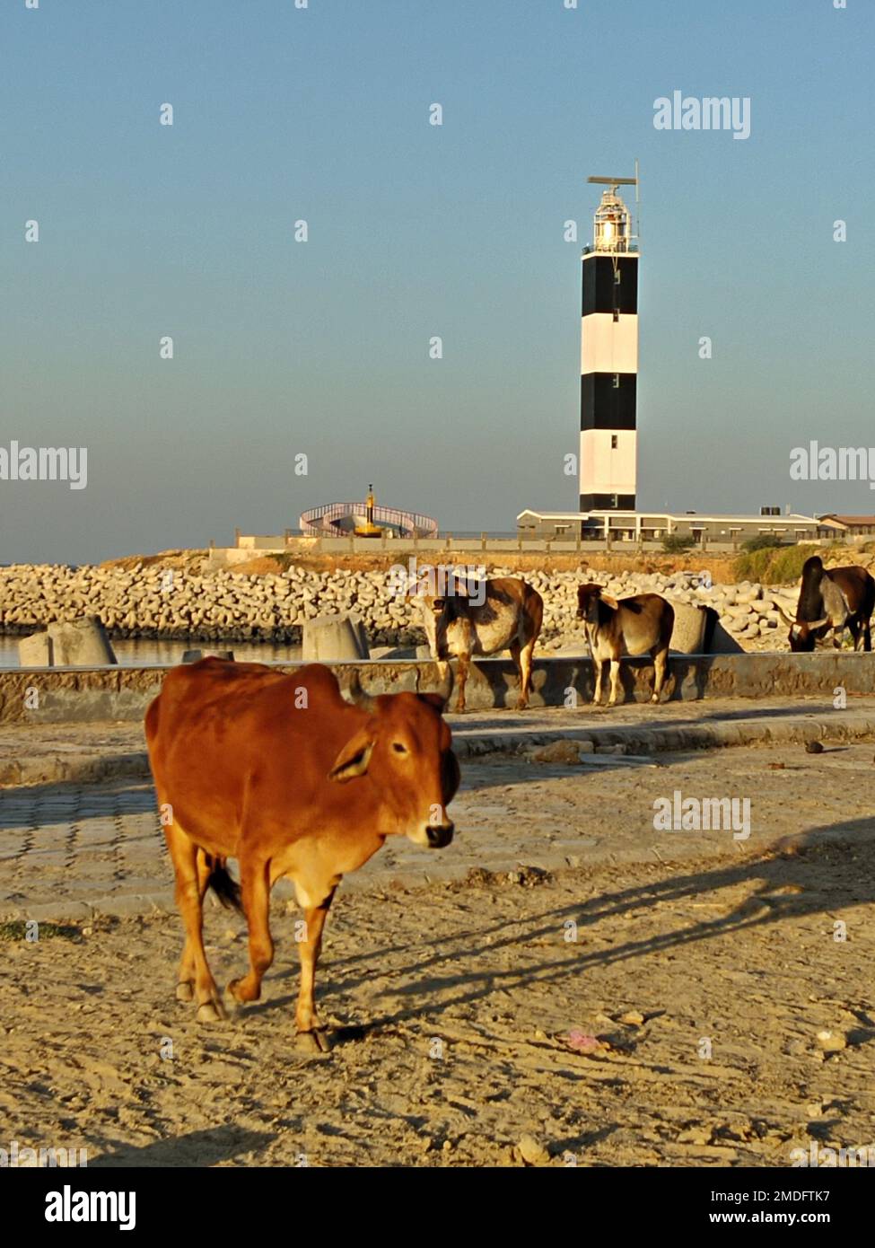 Cows grazing near Dwarka beach/ Lighthouse/Gujarat/India Stock Photo ...