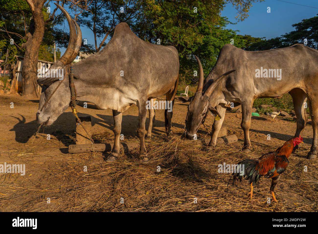 Indian white cow with long horns, Tharparkar cow otherwise known as ...