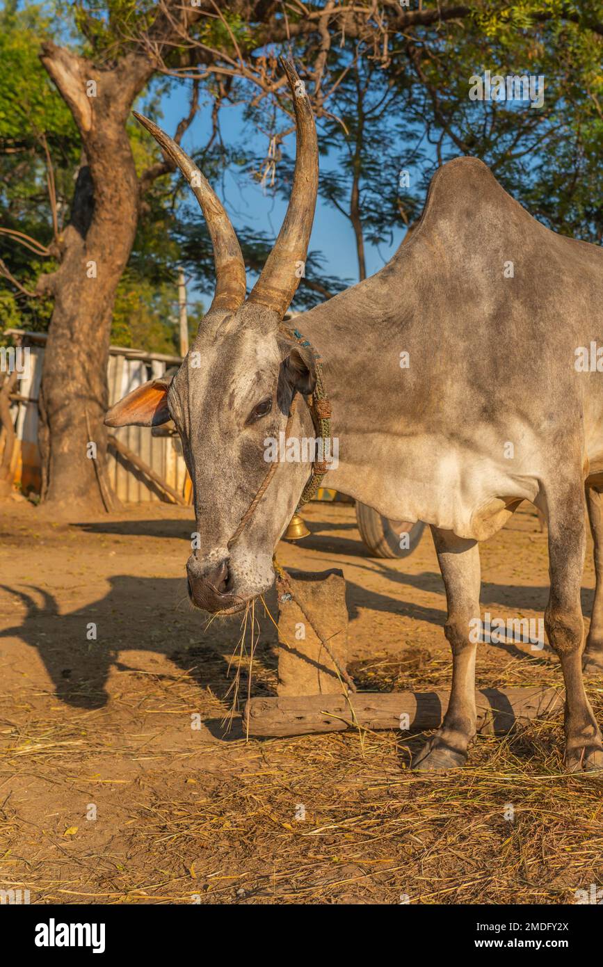Indian white cow with long horns, Tharparkar cow otherwise known as ...