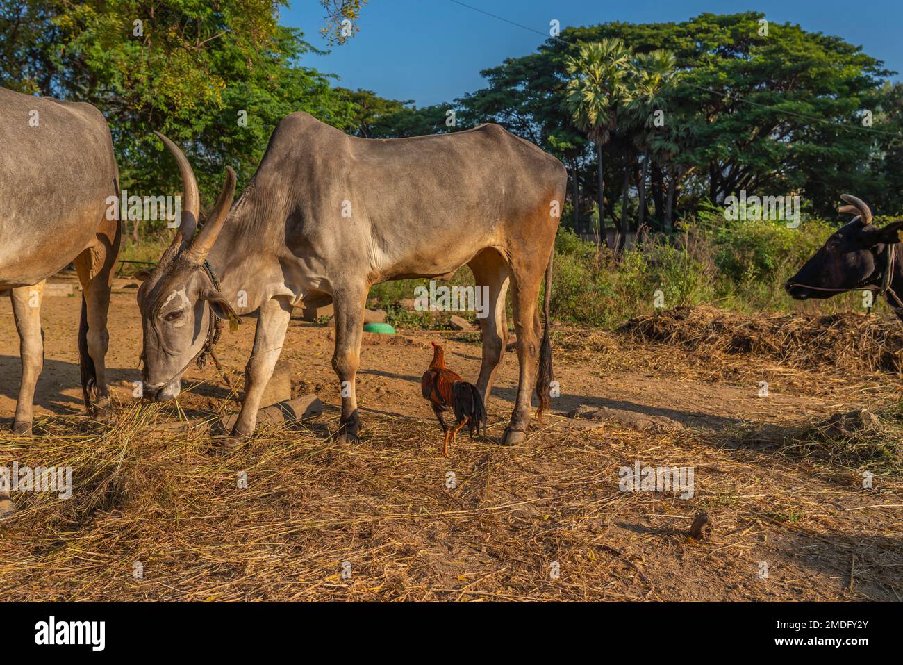 Indian white cow with long horns, Tharparkar cow otherwise known as ...