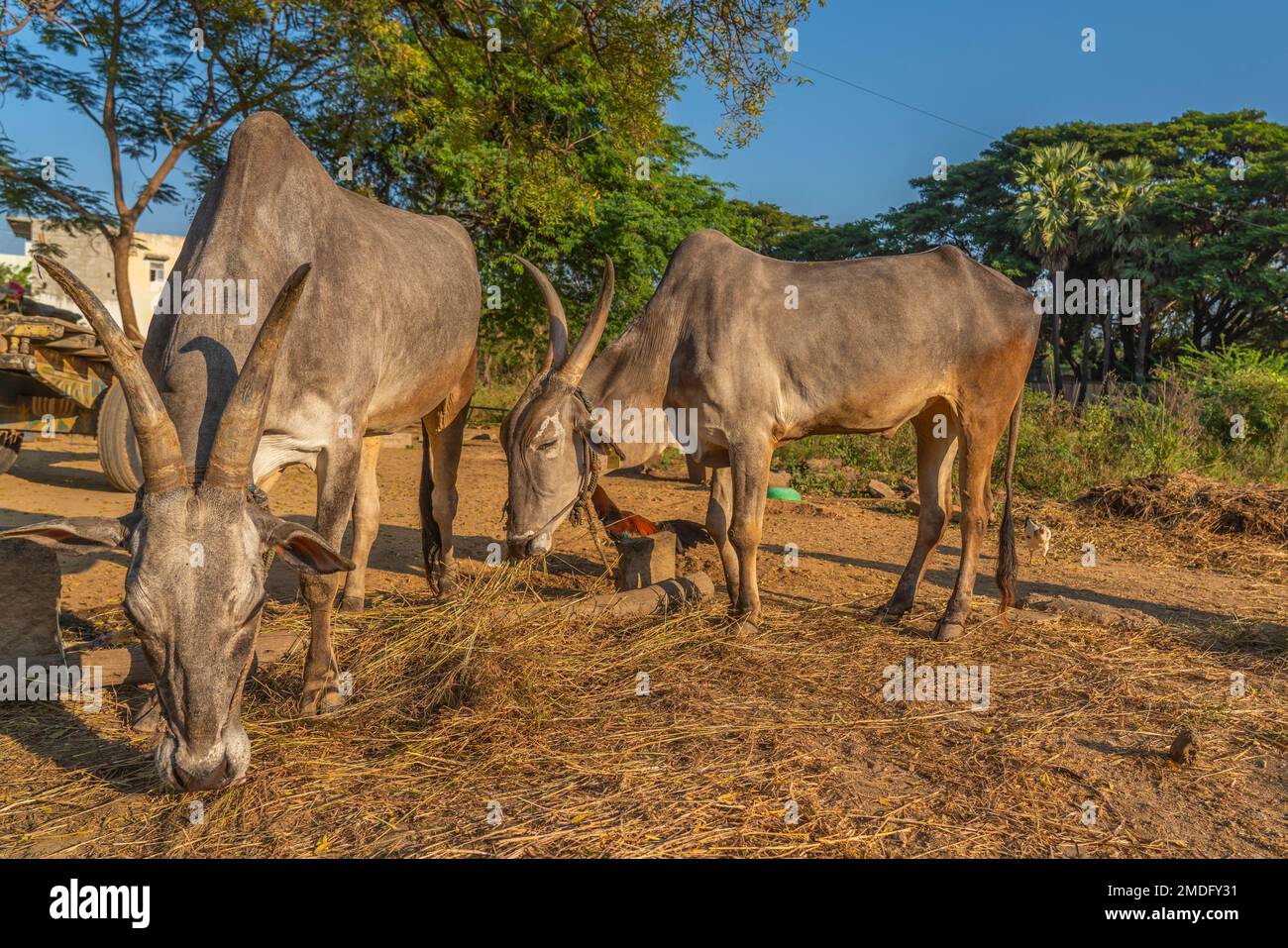 Tharparkar Cow