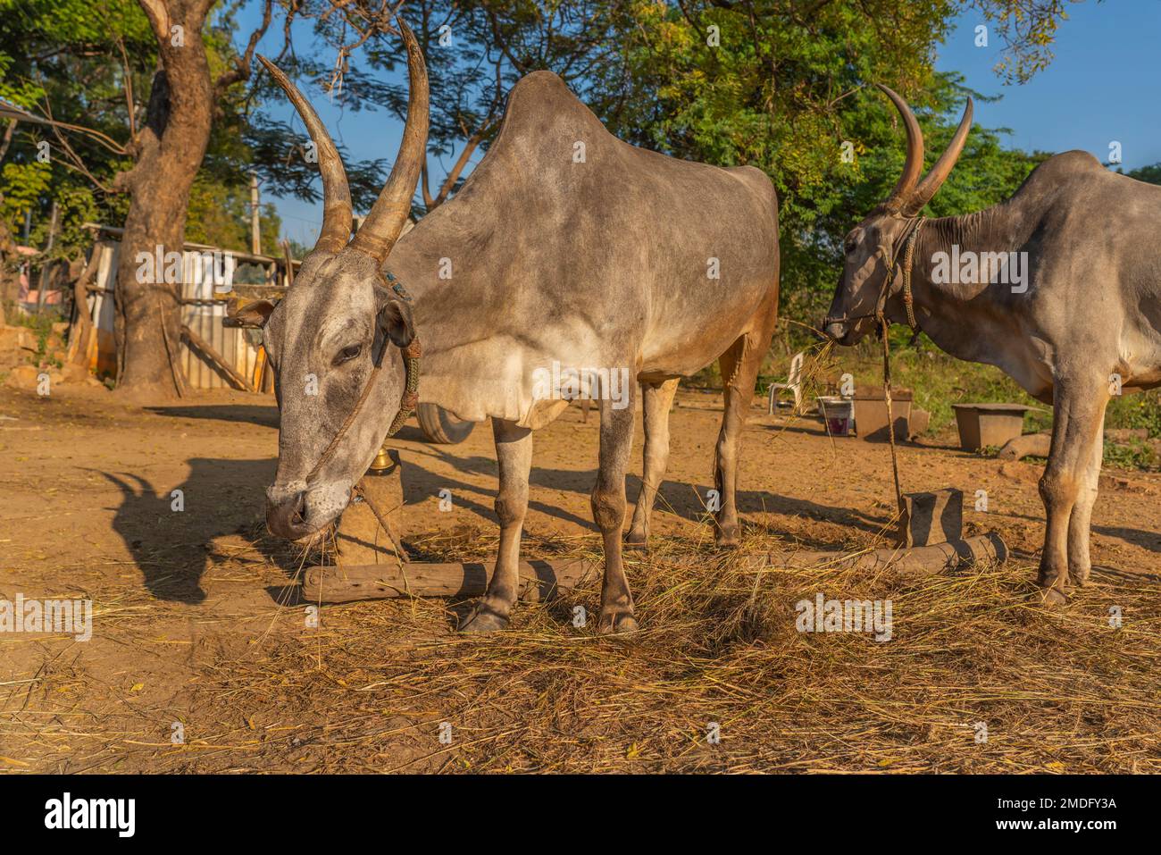 Sindhi hi-res stock photography and images - Alamy
