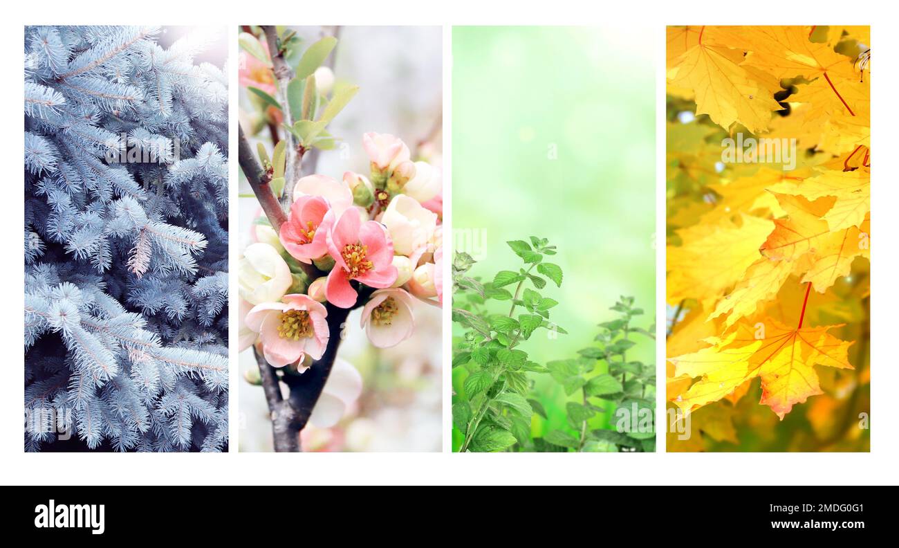 Four seasons of year. Set of vertical nature banners with winter, spring, summer and autumn ...