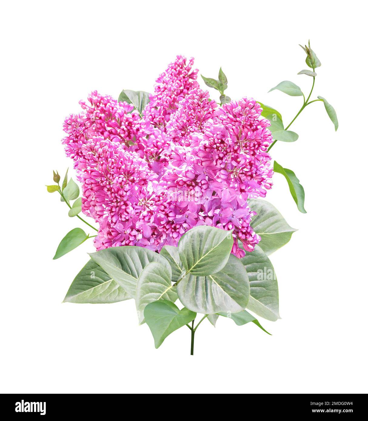 Branch of Lilac with flowers and leaves. Twig of Common Lilac (Syringa ...