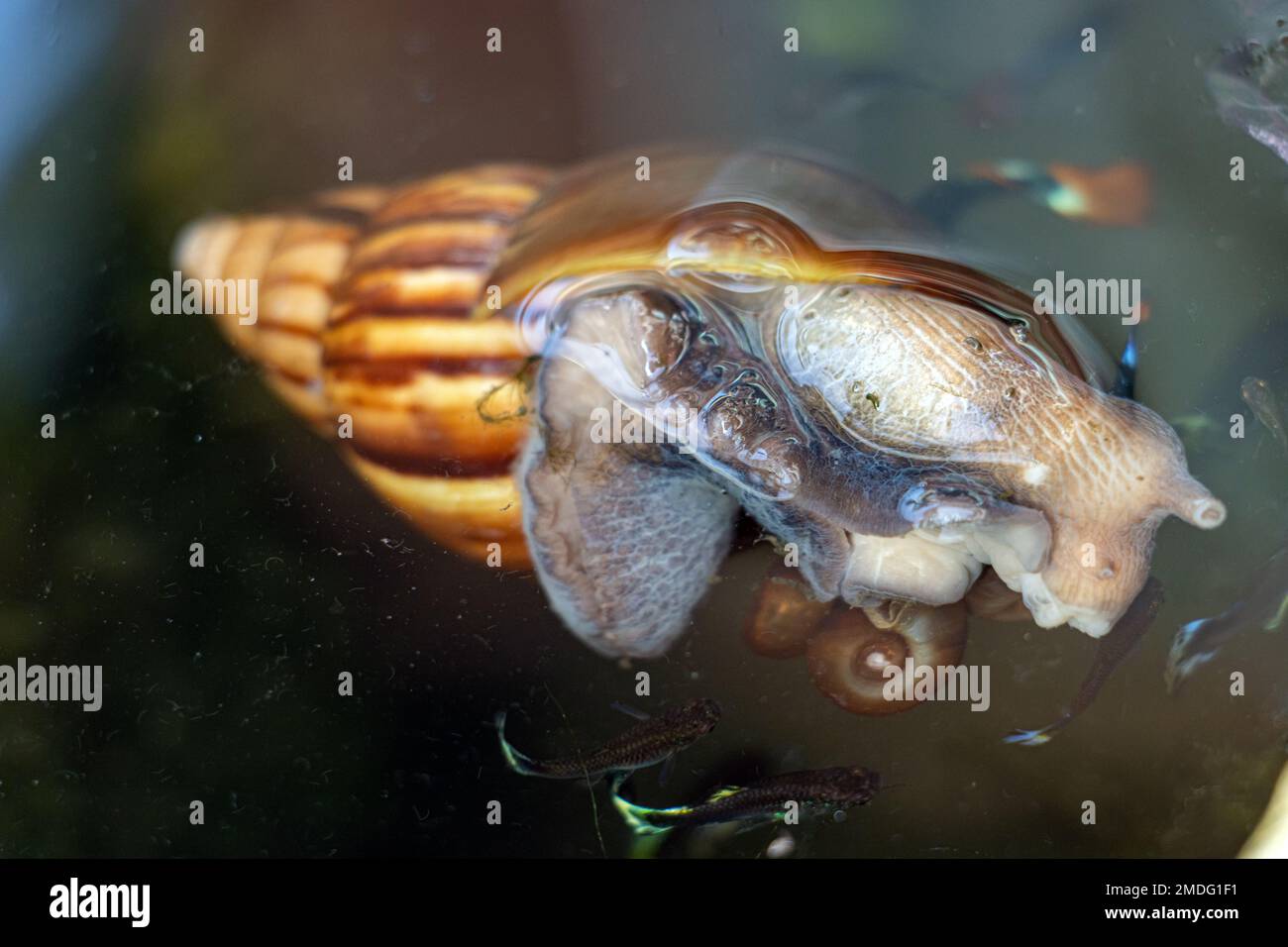 A snail with small snails on his body floats on the surface of the ...