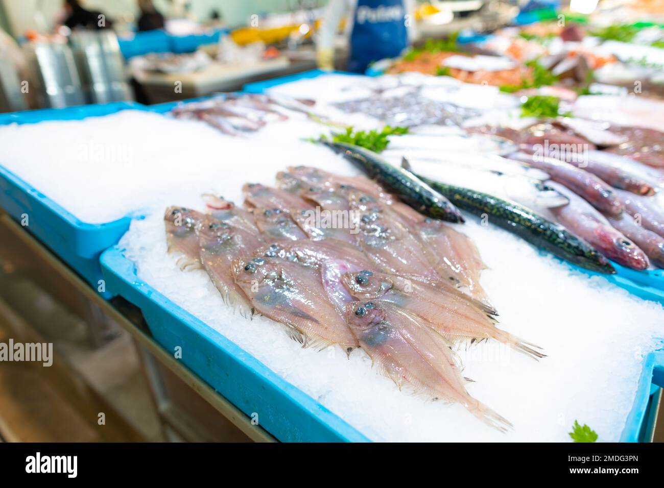 Palamos fish market (Llotja del peix de Palamós). Palamós, El Baix ...