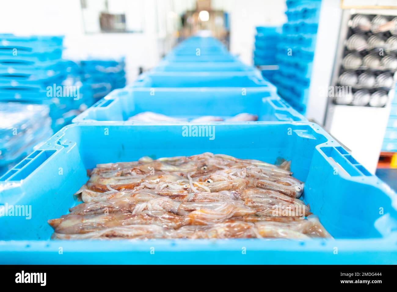 Palamos fish market (Llotja del peix de Palamós). Palamós, El Baix ...