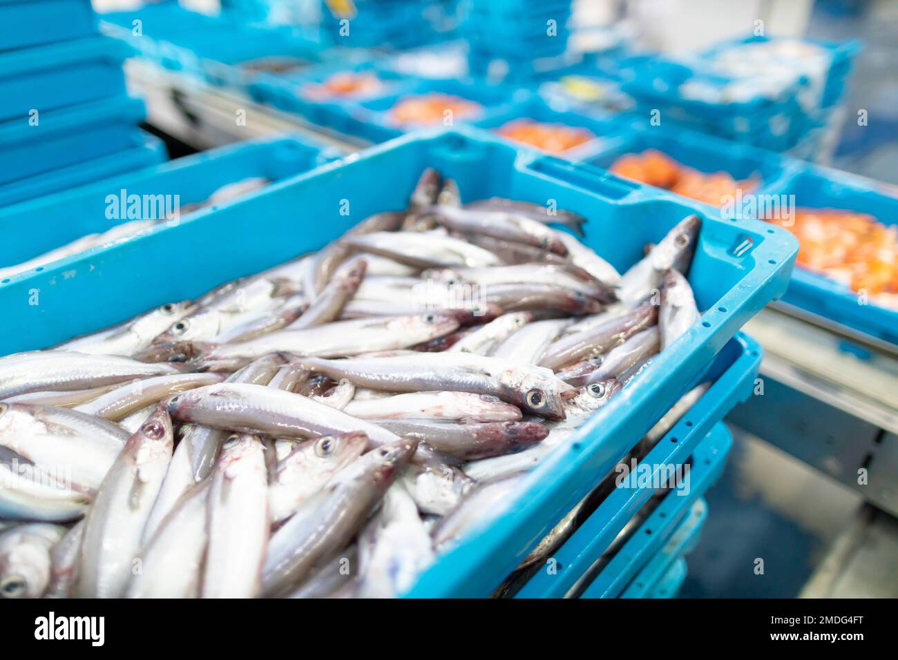 Palamos fish market (Llotja del peix de Palamós). Palamós, El Baix ...