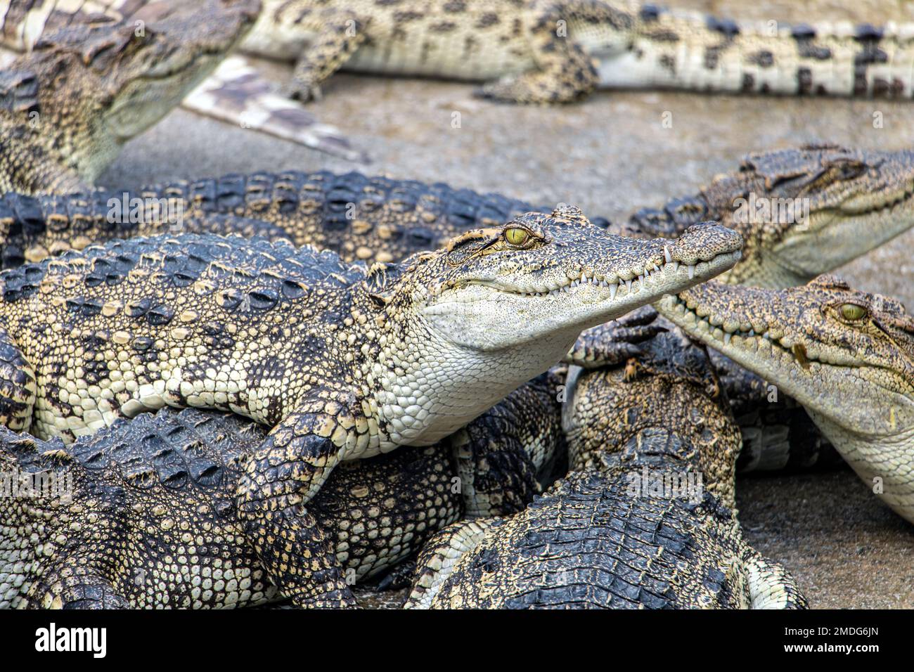 Crocodiles crawling over each other. Many small crocodiles on heap ...
