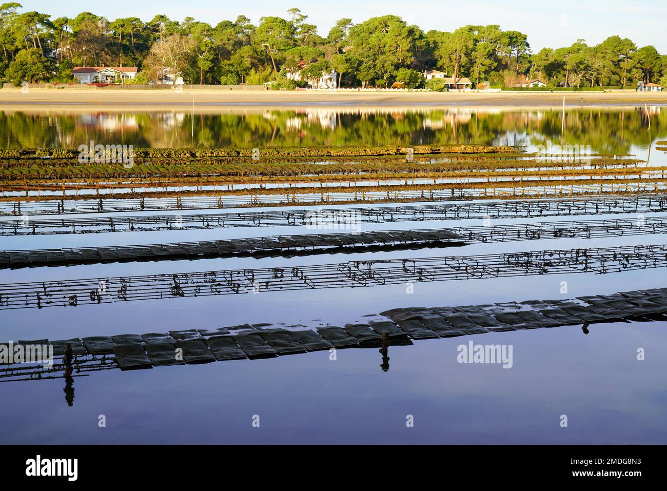 oyster breeding bench installed in the canal of lake hossegor Stock ...