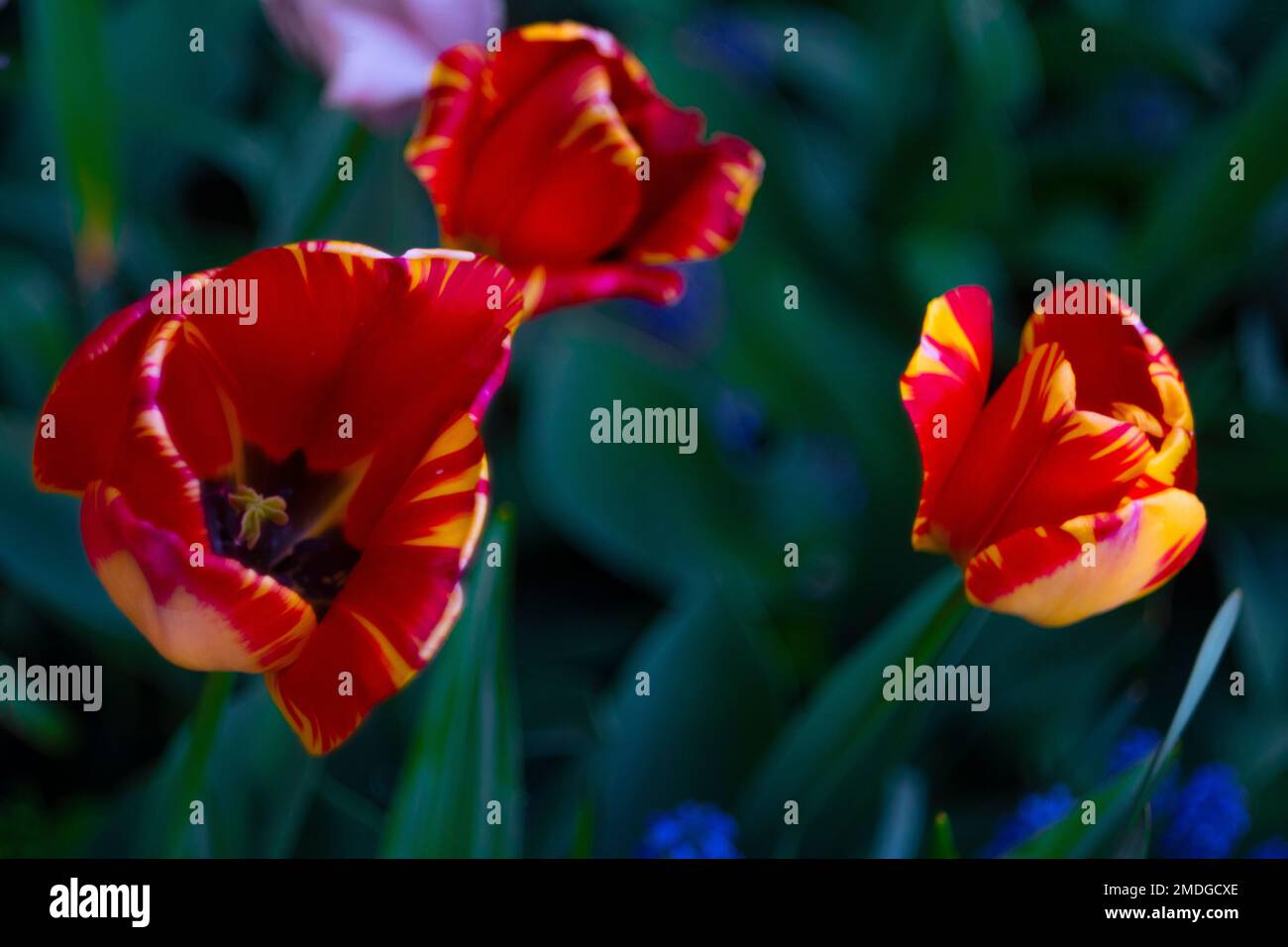 A closeup shot of red tulips in the garden Stock Photo - Alamy