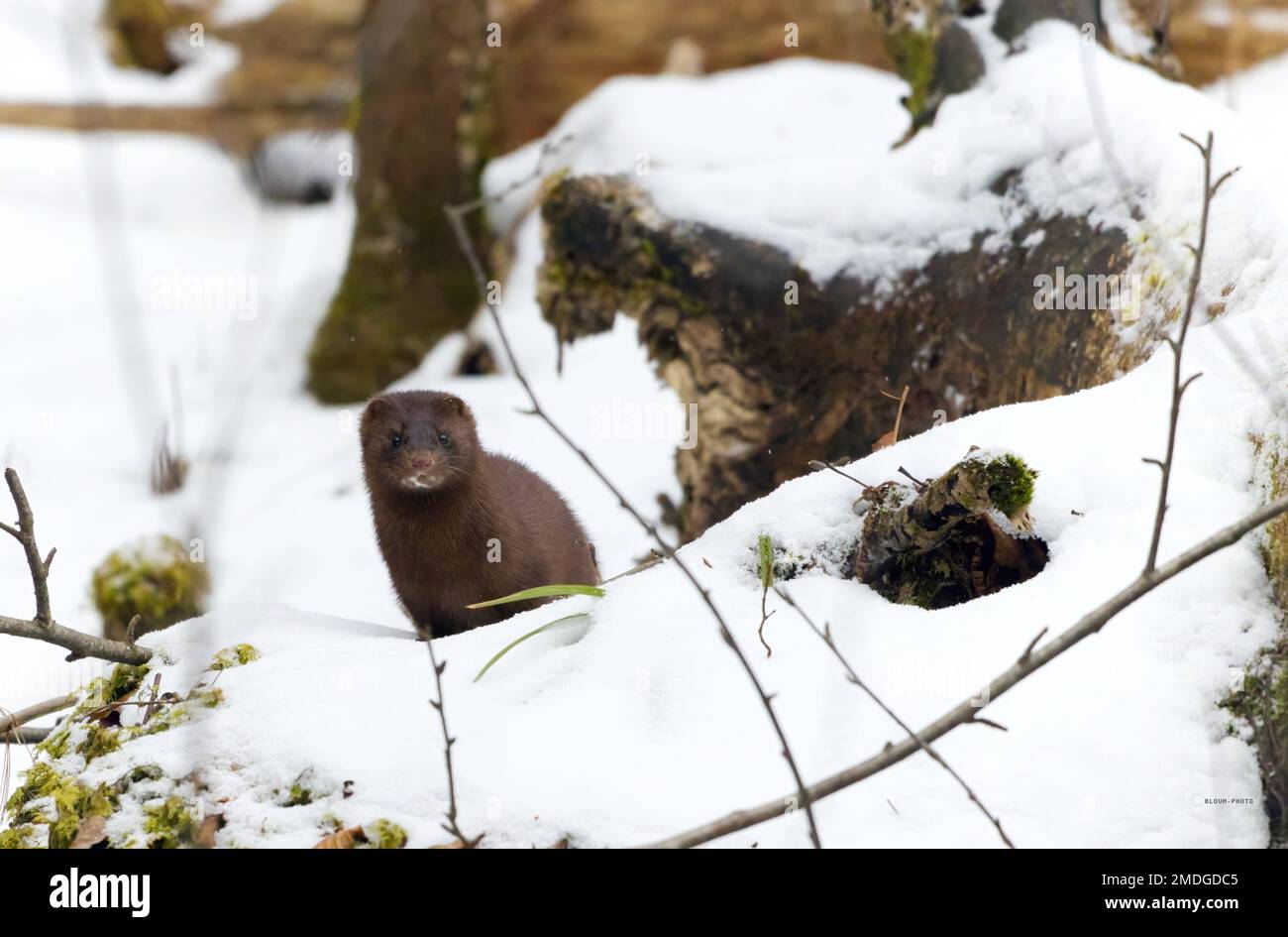 An American mink sitting on the snow in the woods during daytime with ...
