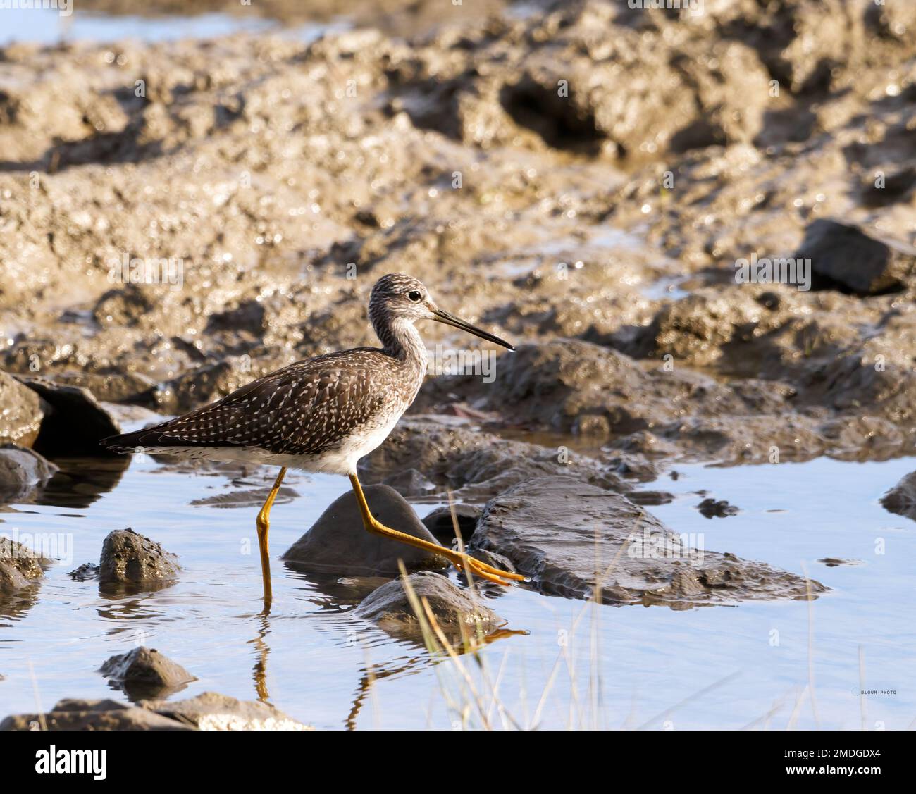 A greater yellowlegs bird walking in a water puddle on the shore on a ...