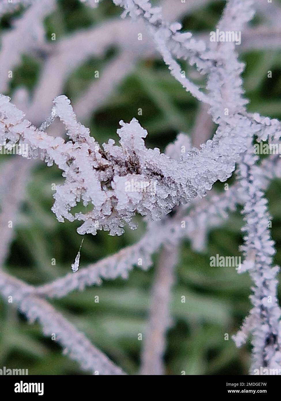 A selective focus shot of frozen tree branches during daytime with blur ...