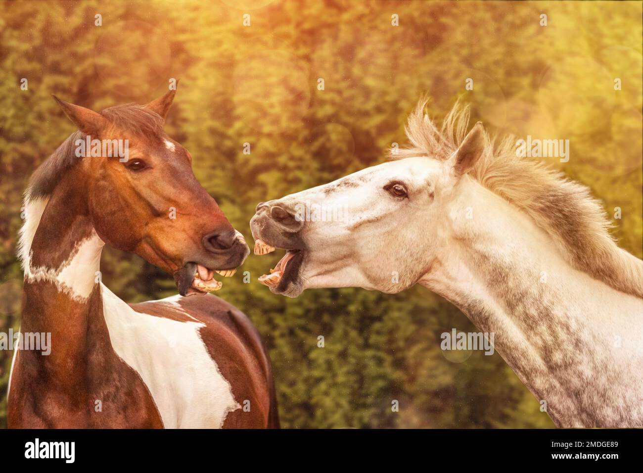 A couple of horses screaming at each other with blur green background ...