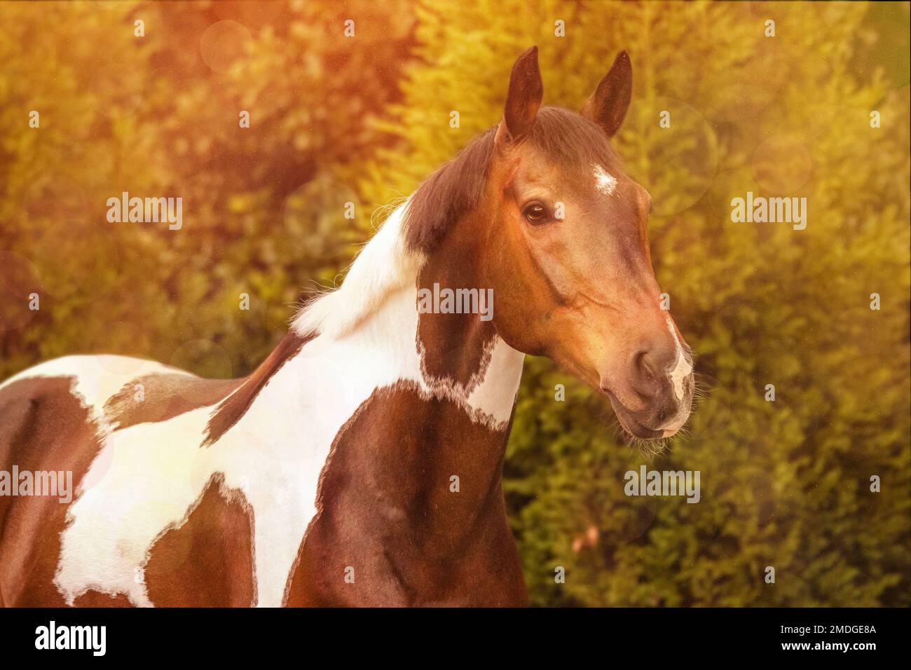 An American Paint Horse standing outdoor on a sunny day with blur green ...
