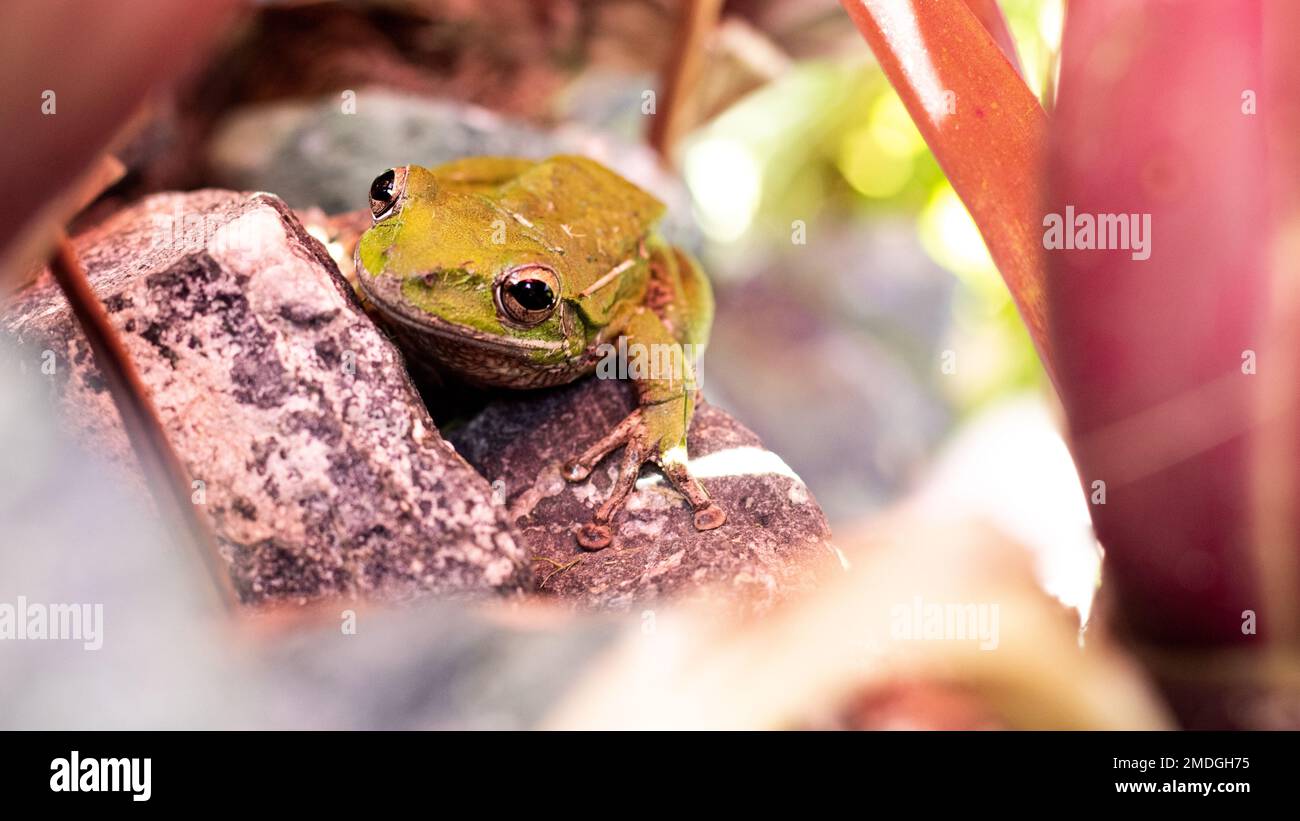 Barking tree frog hi-res stock photography and images - Alamy