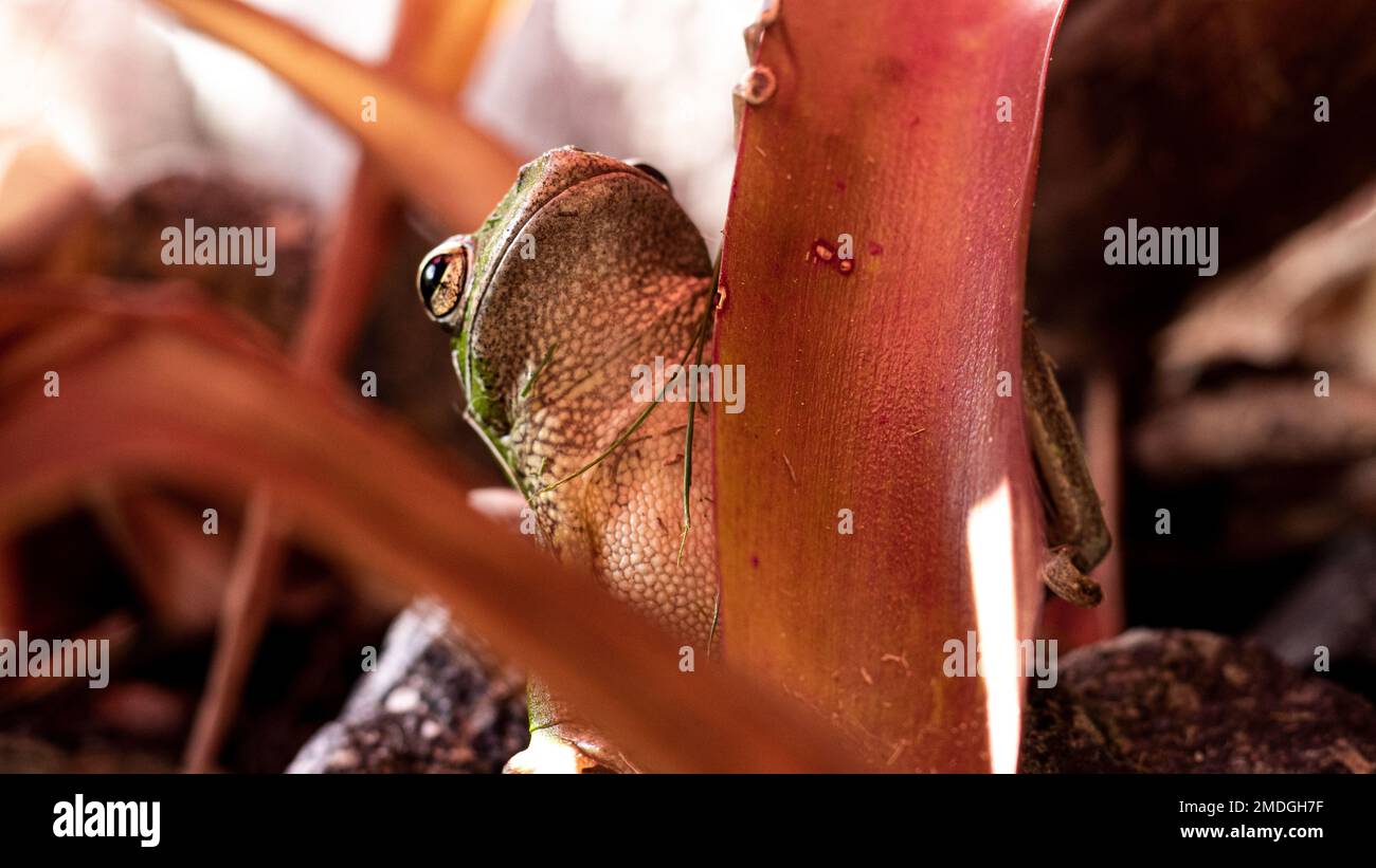 A closeup of an adorable Barking tree frog climbing a plant Stock Photo ...