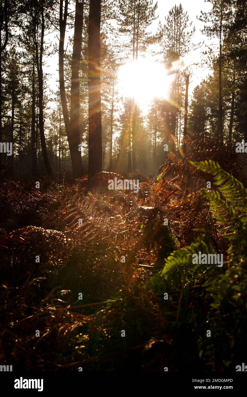 Sun rays shining through trees in woodland onto ferns in winter. Winter ...