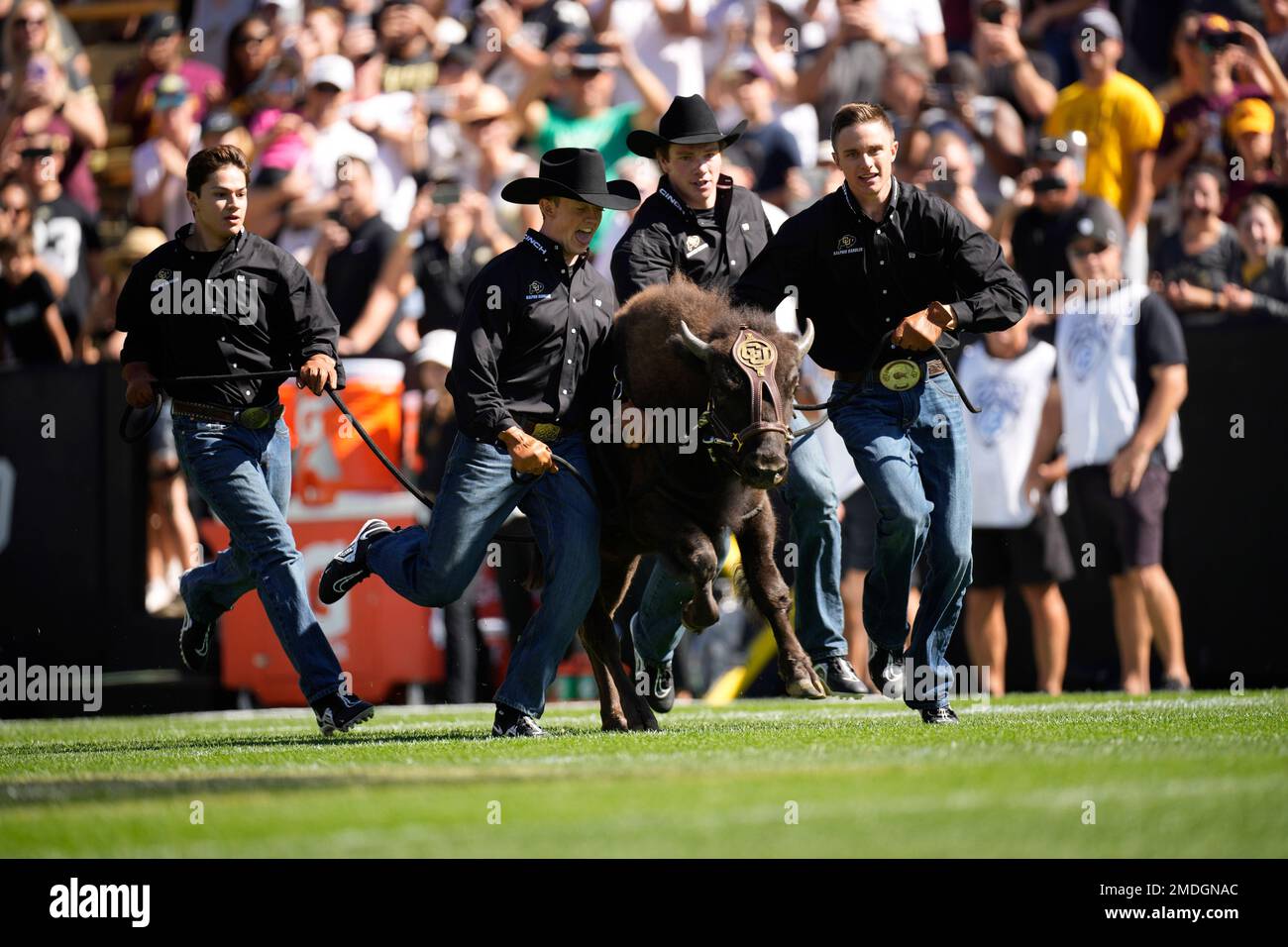 Handlers guide Ralphie VI in ceremonial run in the first half of an ...