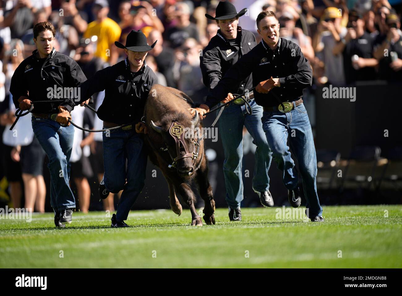 Handlers guide Colorado mascot Ralphie VI on ceremonial run in the ...