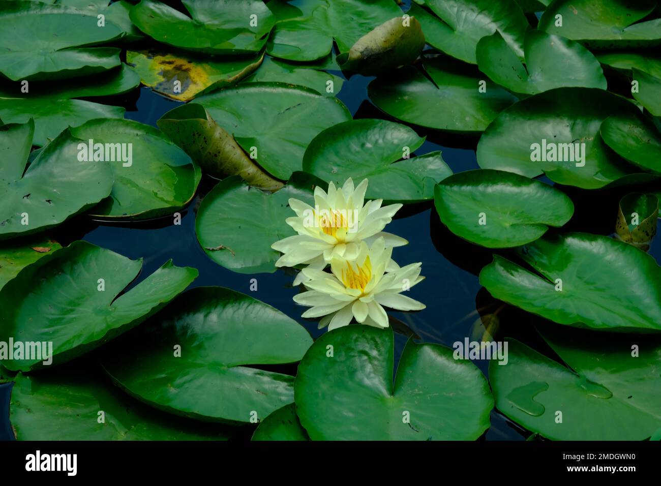 Two yellow water lilies (Nymphaea mexicana) growing on the lake Stock ...