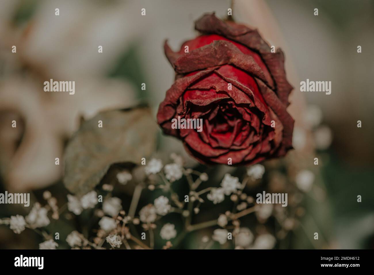 Red rose - Withering pink rose Stock Photo - Alamy