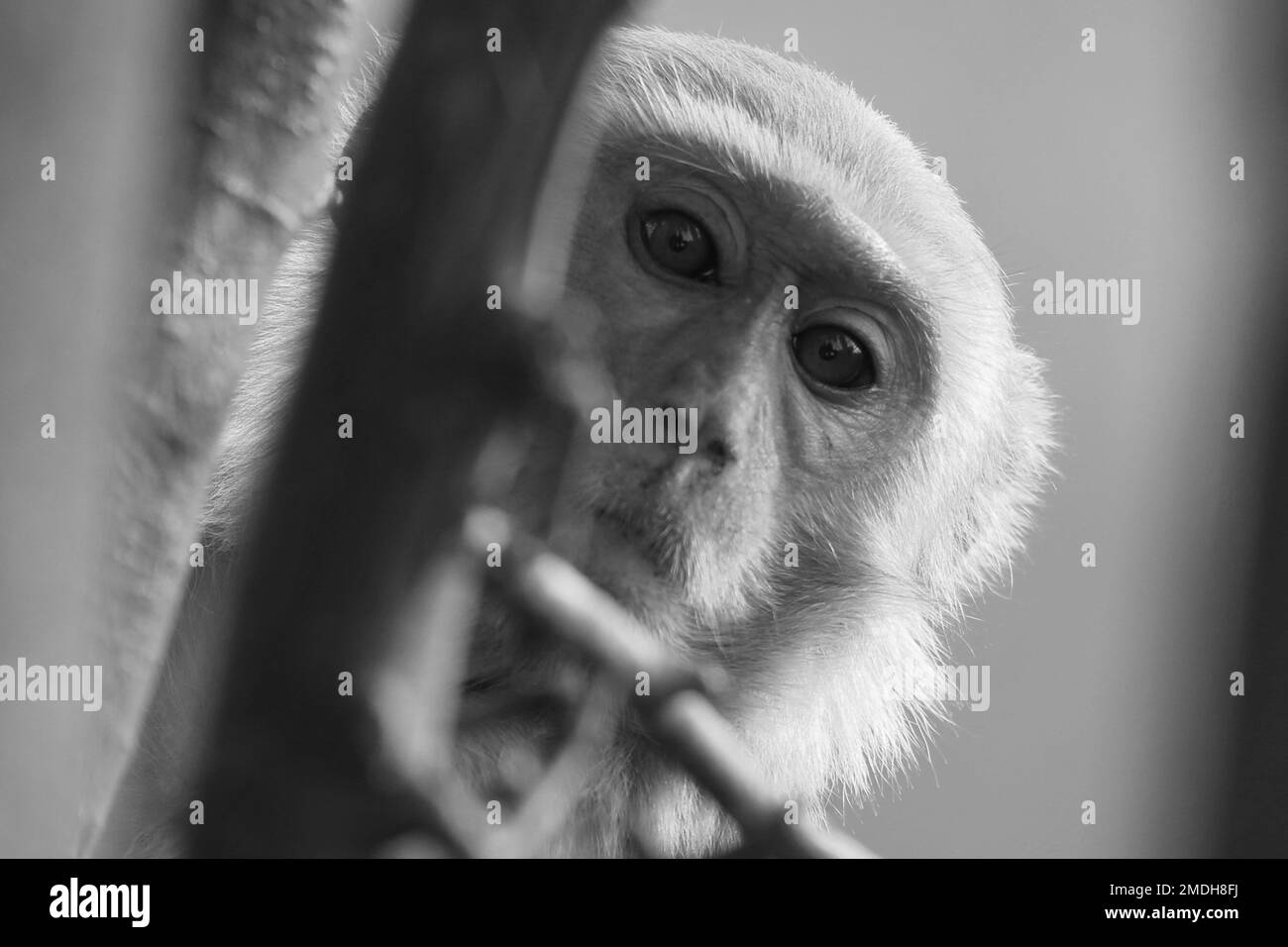 A grayscale closeup of an adorable monkey peeking behind a tree branch ...
