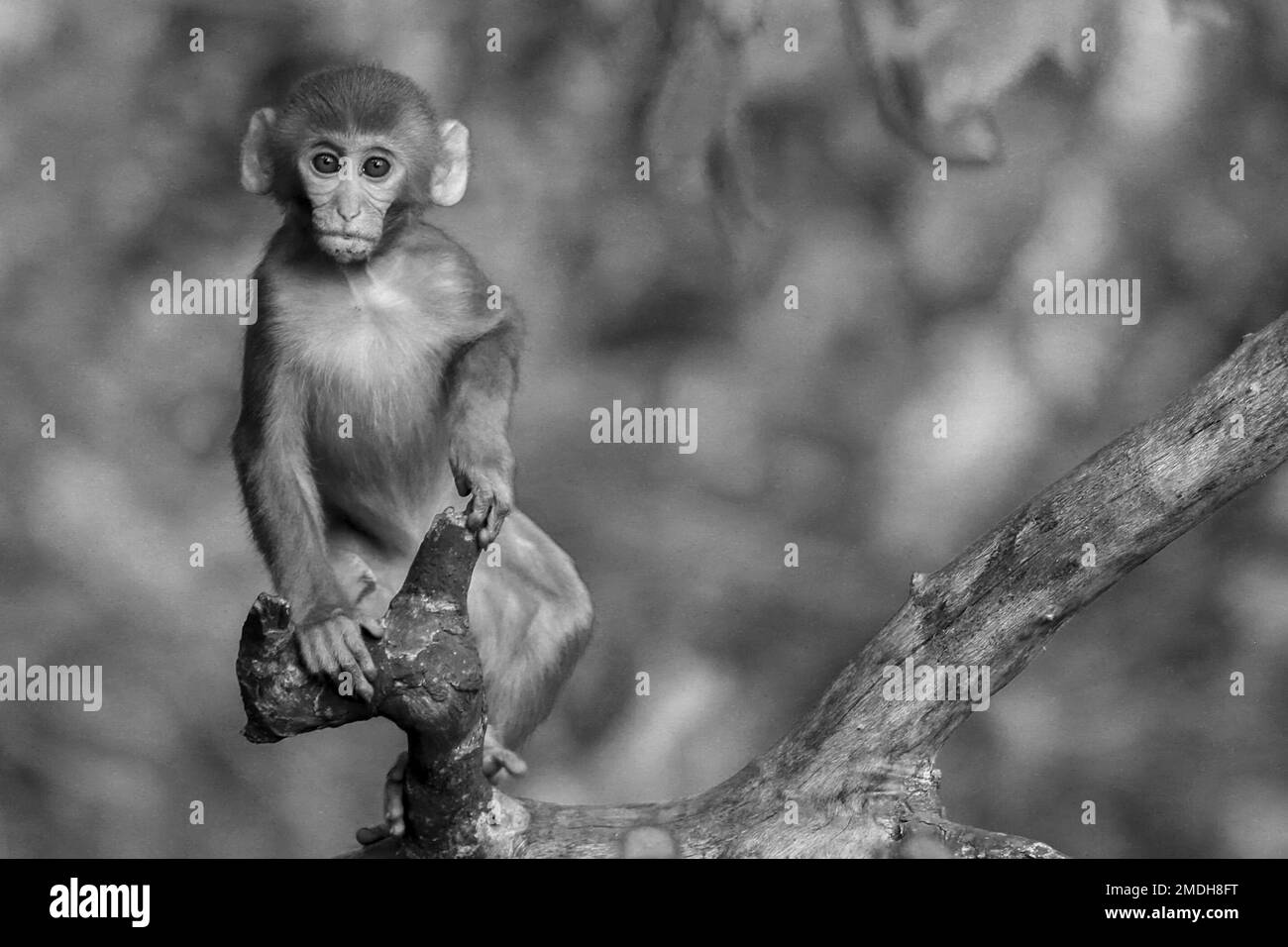 A grayscale shallow focus shot of an adorable monkey on a tree branch ...