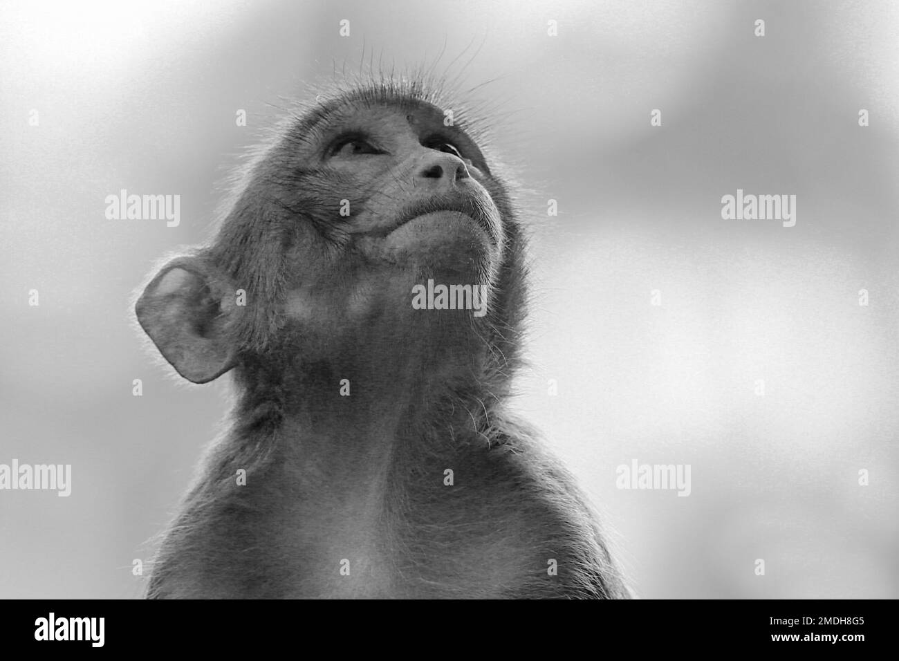A grayscale closeup of an adorable monkey looking up Stock Photo - Alamy