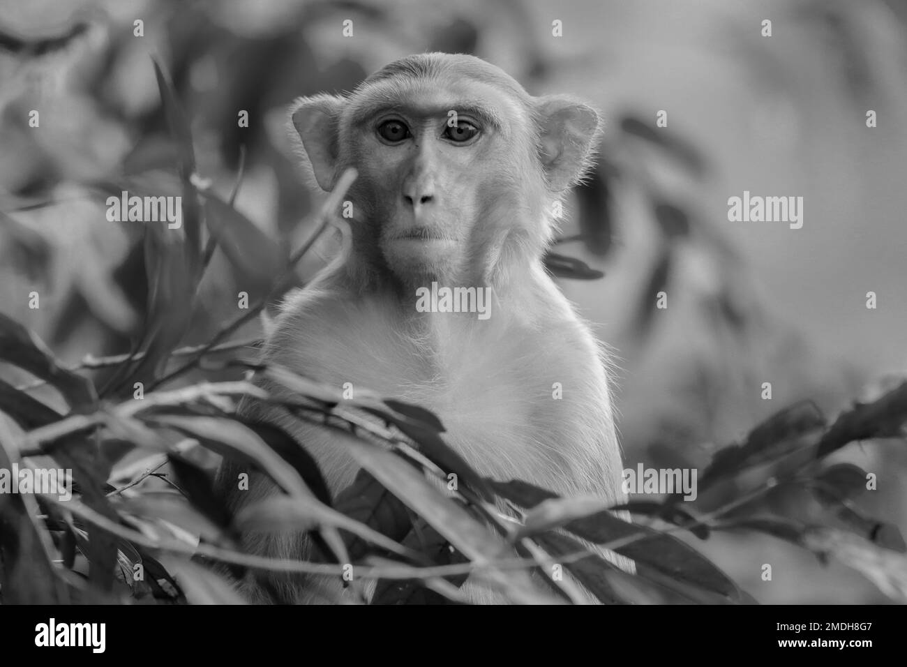 A grayscale portrait of adorable monkey on a tree with leaves Stock ...