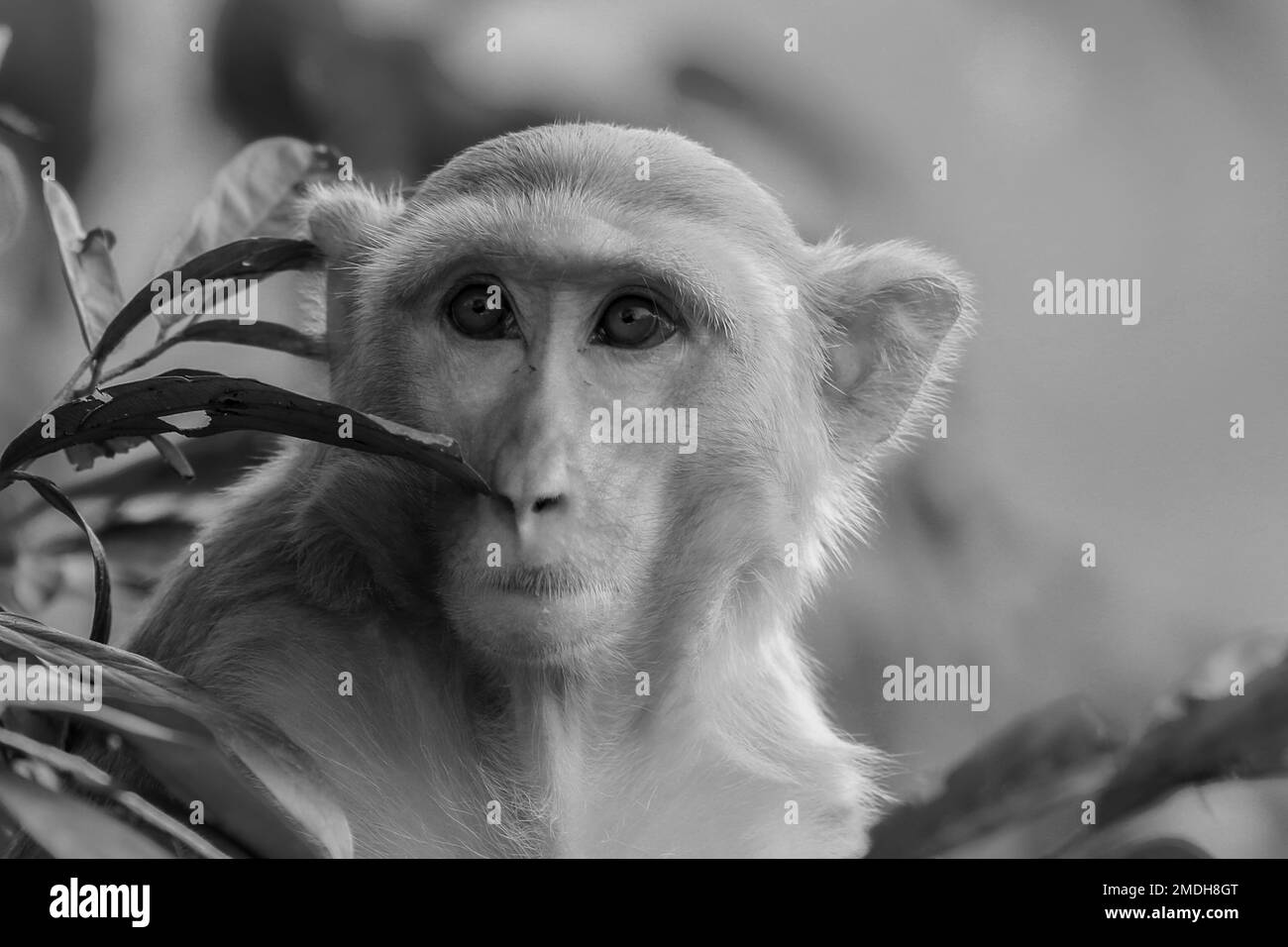 A grayscale portrait of adorable monkey on a tree with leaves Stock ...