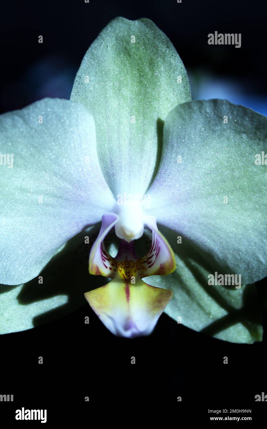 Bright greenish yellow open Orchid flower. Black background Stock Photo ...