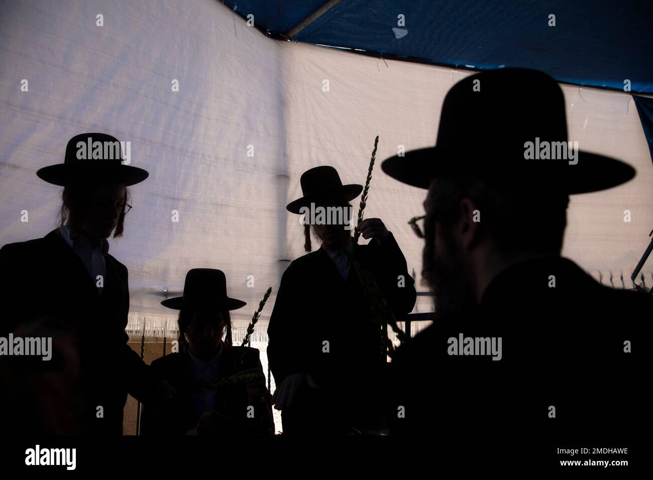 Ultra-Orthodox Jewish men check branches of the myrtle tree, or Hadas ...