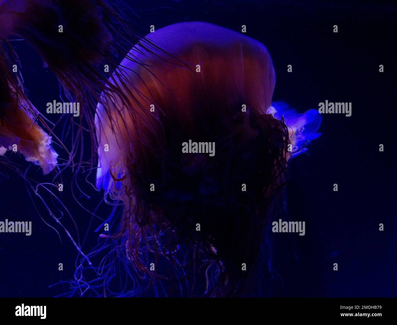 A closeup shot of jellyfish swimming in deep dark water under a blue ...