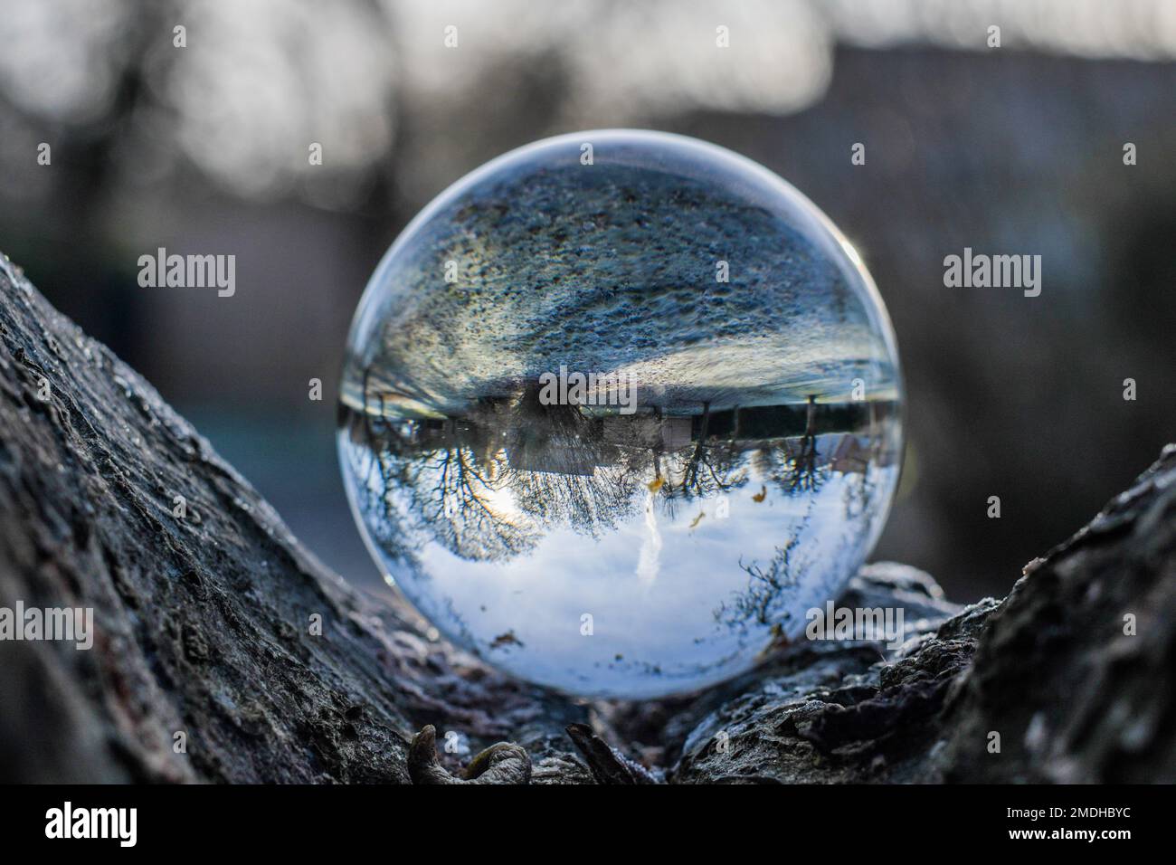 Environment concept, a crystal ball lies on a tree, reflection of the ...